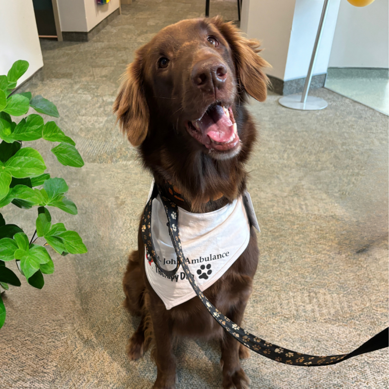 PAWSitive Support | Student Health & Wellness | Dalhousie University