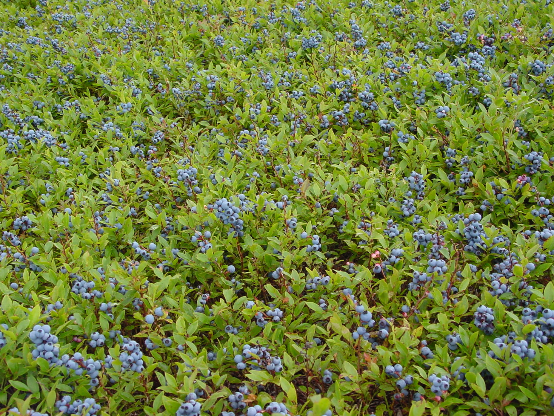 What Do Wild Blueberry Flowers Look Like at Alexandra Duigan blog