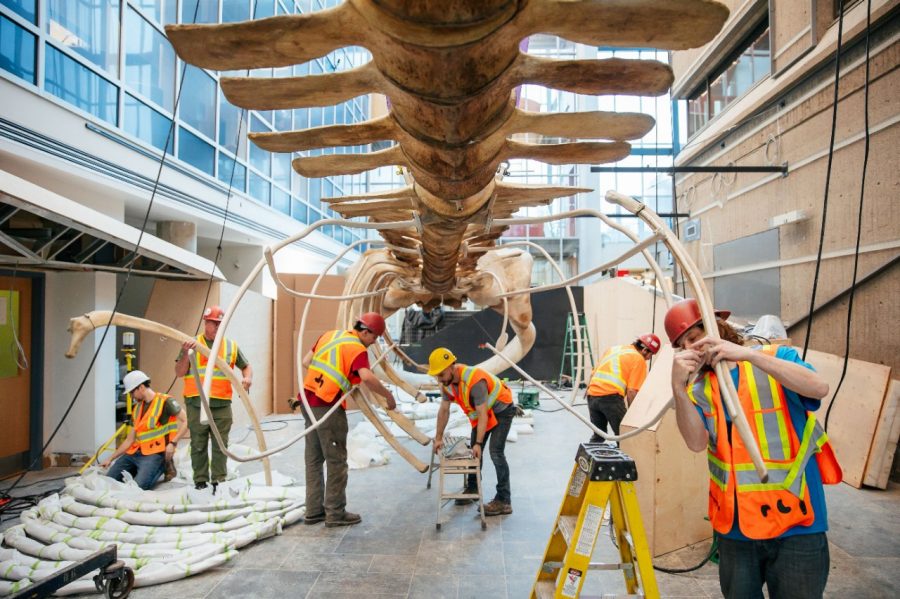 Making a whale of an entrance: 18-metre blue whale skeleton installed ...