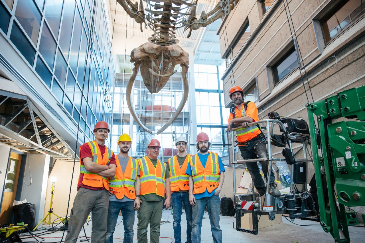 Making a whale of an entrance: 18-metre blue whale skeleton installed ...