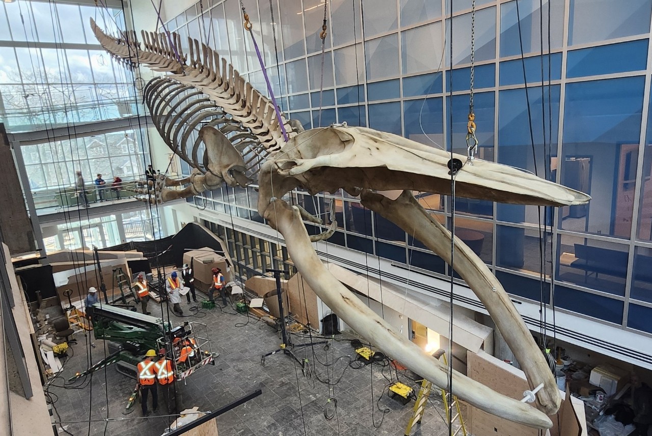 Making a whale of an entrance: 18-metre blue whale skeleton installed ...